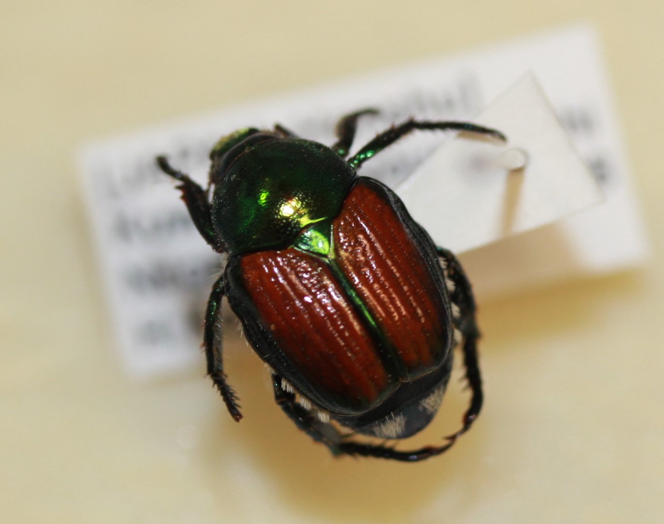 Japanese beetles - Information from AGES about pests - AGES